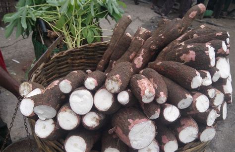 Le Manioc