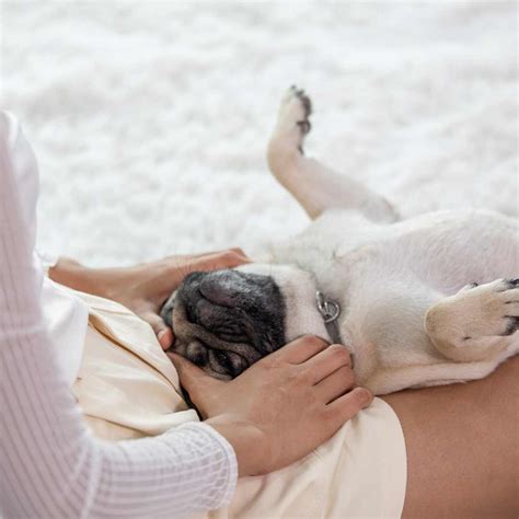 Safe Essential Oils And Aromatherapy For Dogs The Blissful Dog
