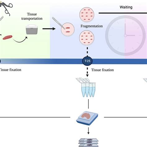 Experimental Design Fresh Ovarian Tissue Was Collected From 9 Women