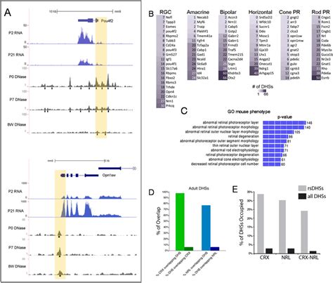 Dnase I Hypersensitivity Identifies Rare Cell Type Specific