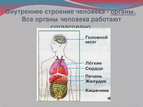 Строение человека внутренние органы фото с надписями