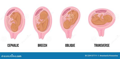 Months Pregnant Symptoms And Fetal Development Pampers 60 Off