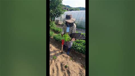 만능 파종기 서리태 모종 파종하기 Youtube