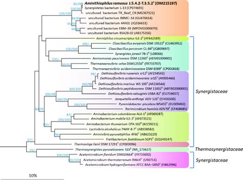 Phylogenetic Tree Of The Synergistales Based On 16s Rrna Gene Sequences