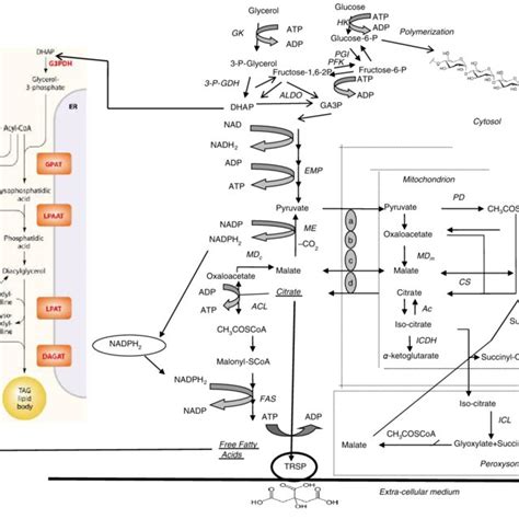 PDF Lipids From Yeasts And Fungi Physiology Production And Analytical Considerations