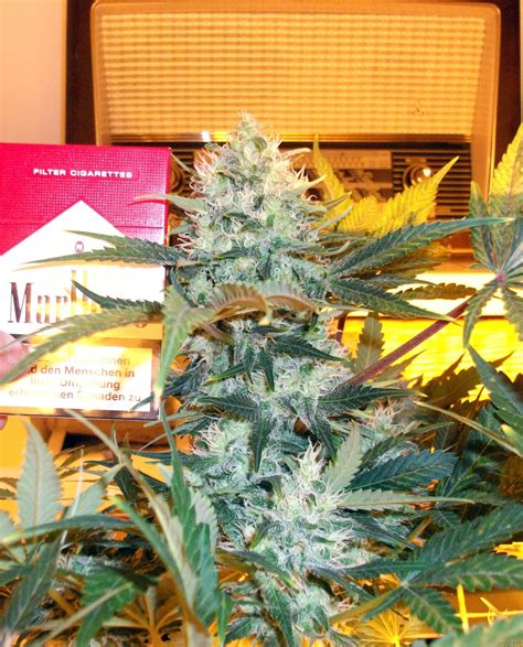 Critical Sensi Star Delicious Seeds Cannabis Strain Gallery Page