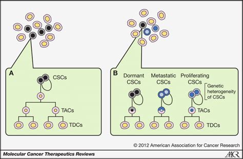 The Evolution Of The CSC Concept A The CSC Model Originally Download Scientific Diagram