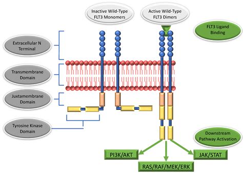 What Is An Flt At Federico Trout Blog