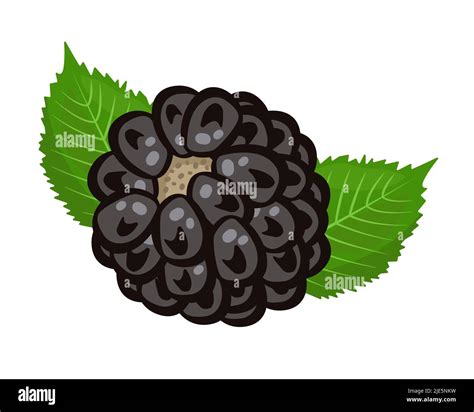 single blackberry with two leaves colorful illustration stock vector