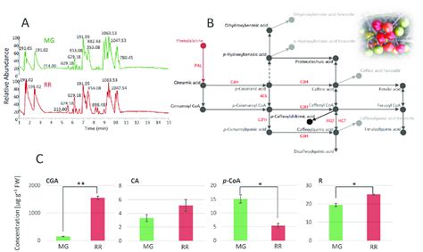 Uhplc Ltq Orbitrap Ms N Chromatograms Of Methanol Extracts Of Mature Download Scientific