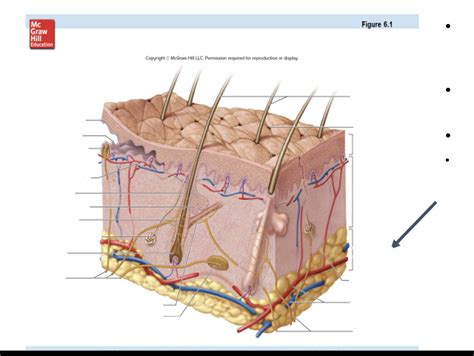 ANATOMY LAB PRACTICAL DERMIS QUIZLET Diagram Quizlet