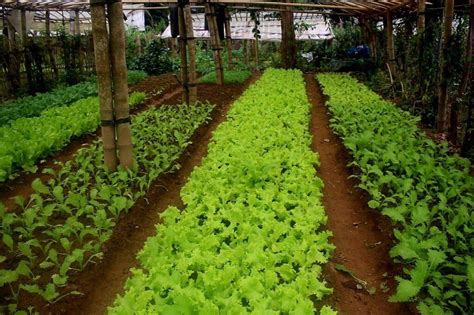 ປະຊາຊົນບ້ານເລົາ ເມືອງນາແລ ແຂວງຫຼວງນໍ້າທາ ສ້າງລາຍຮັບເປັນກຸ່ມດ້ວຍການປູກພຶດສວນຄົວ Updatelaos