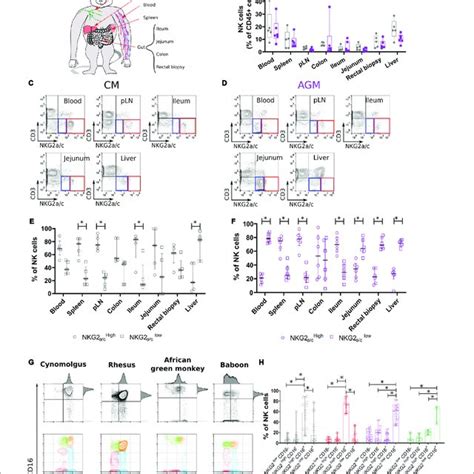 Non Human Primate NK Cell Subset Distributions In Tissues A Scheme