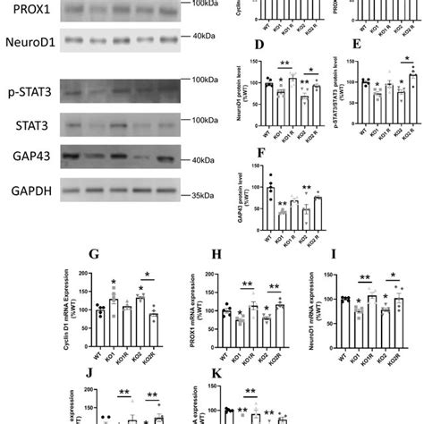 The Expression Of Neuronal Differentiation Related Molecules In Wt
