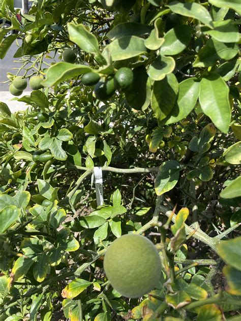 Two Fruits One Tree R Gardening