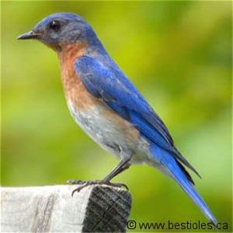 Les oiseaux bleus