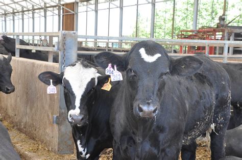 Knowledge Gaps Limit Dairy Beef Production Profitability Farmtario