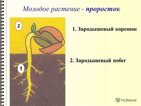 Семя Внешнее и внутреннее строение семени презентация онлайн