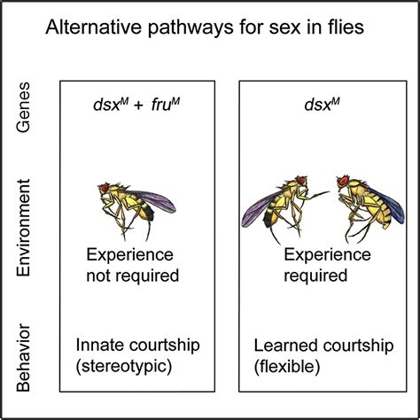 Genetic Identification And Separation Of Innate And Experience Dependent Courtship Behaviors In