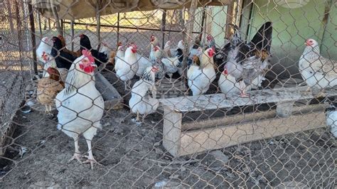 Щамът H5n2 на птичи грип се разпространява само сред птиците и
