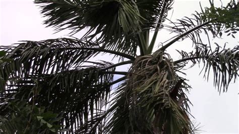 Roystonea Dunlapiana Growing In It S Native Range YouTube