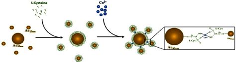 Schematic Representation Of The Protocol Used To Synthesis Cu 2 Mediated Download Scientific