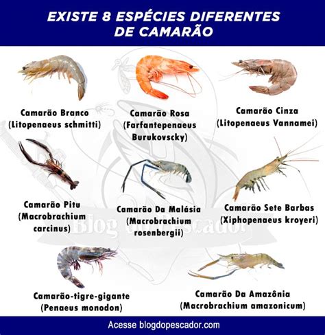 8 Tipos De Camarão Características Informações E Muito Mais