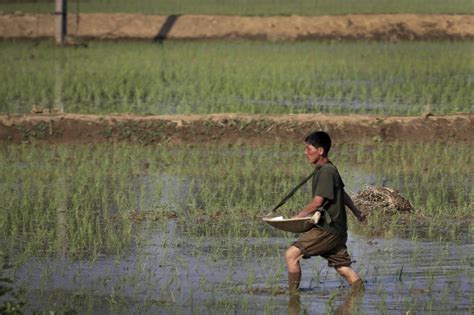 全球多地暴雨這卻缺水 北韓乾旱恐加劇缺糧危機 國際要聞 全球 Nownews今日新聞