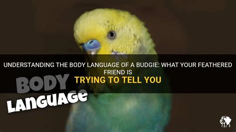 Understanding The Body Language Of A Budgie What Your Feathered Friend