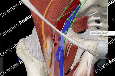 Lateral External Iliac Nodes Complete Anatomy