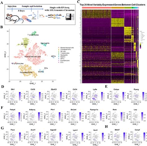 Scrna Seq Identifies Distinct Cell Populations In Gly Injured Skeletal