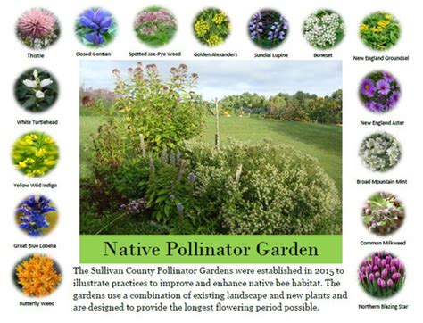 Native Pollinator Seed Packet Conservationdistrict