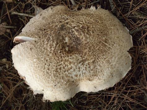 Agaricus Impudicus Rea Pilát 1951 161958 Biodiversidad Virtual