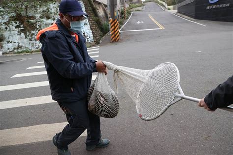 悲鳴！東非狒狒桃園走跳18天終「落網」 身中獵槍不治死亡 上報 焦點