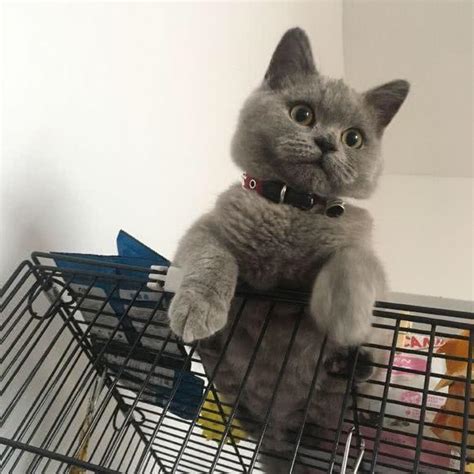 主人一怒之下把猫咪牙打掉了，小猫咪的表情亮了