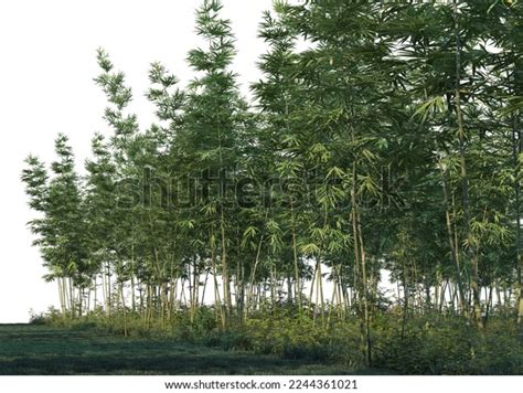 D Bamboo Forest Render On White Stock Illustration