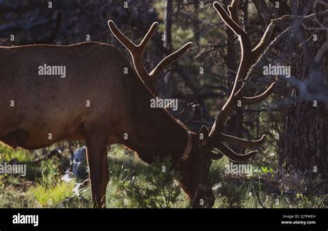Nature Deer Fawn In Forest Bambi Capreolus White Tailed Young Roe