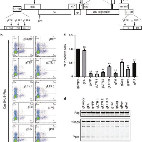 Suppression Of Human Immunodeficiency Virus Type 1 Hiv 1 Gene