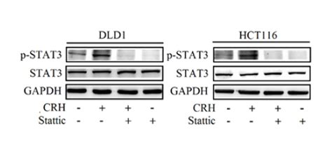 Stattic Stat3 Inhibitor Medchemexpress