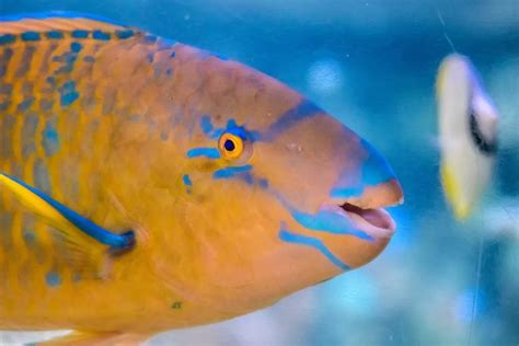 Peixe Papagaio Tudo Sobre O Peixe Cuidados E Preço 2025