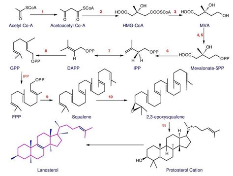 Ganoderma Triterpenoids And Their Bioactivities Encyclopedia Mdpi
