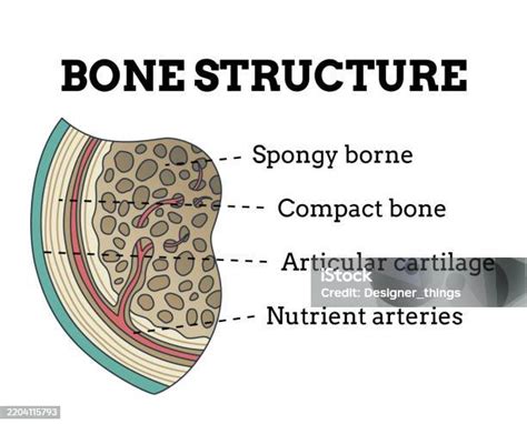 뼈 구조 생물학 교육 포스터 디자인 인간 뼈 해부학의 계획 흰색 배경에 격리 된 자세한 정보가 있는 평면 벡터 그림 개념에 대한