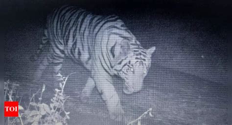 Manit Bhopal Tiger Attacks Cow On Manit Campus Caught On Camera