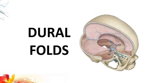 Cranium Anatomy Of Basi Cranium Dural Venous Sinus Pptx