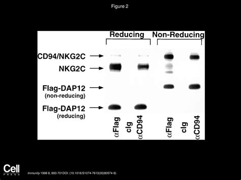 Association Of Dap12 With Activating Cd94nkg2c Nk Cell Receptors Ppt