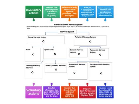 Hierarchy Of The Nervous System Labelled Diagram