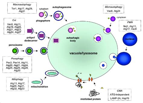 Schematic Overview Of Autophagy Related Processes The Main Steps Of