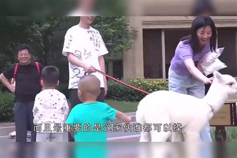 羊驼认人吗？狠心主人把羊驼交给陌生人，羊驼的反应令人意外！