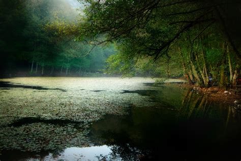 "Orman "-Bilder: Stock-Fotos & -Videos. | Adobe Stock