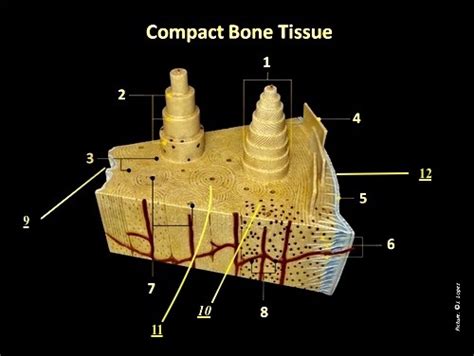 2019 Bone Tissue Lab Model 2 Review 1 Diagram Quizlet